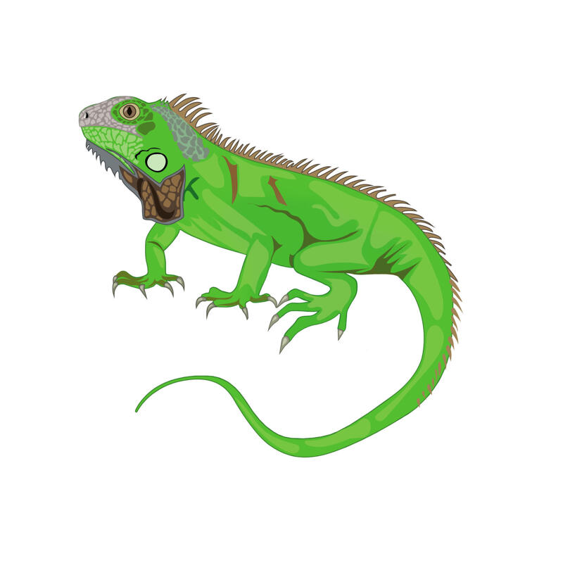 Reptile Cartoon Portrait Hand Drawn from Photo in Colored Digital Style