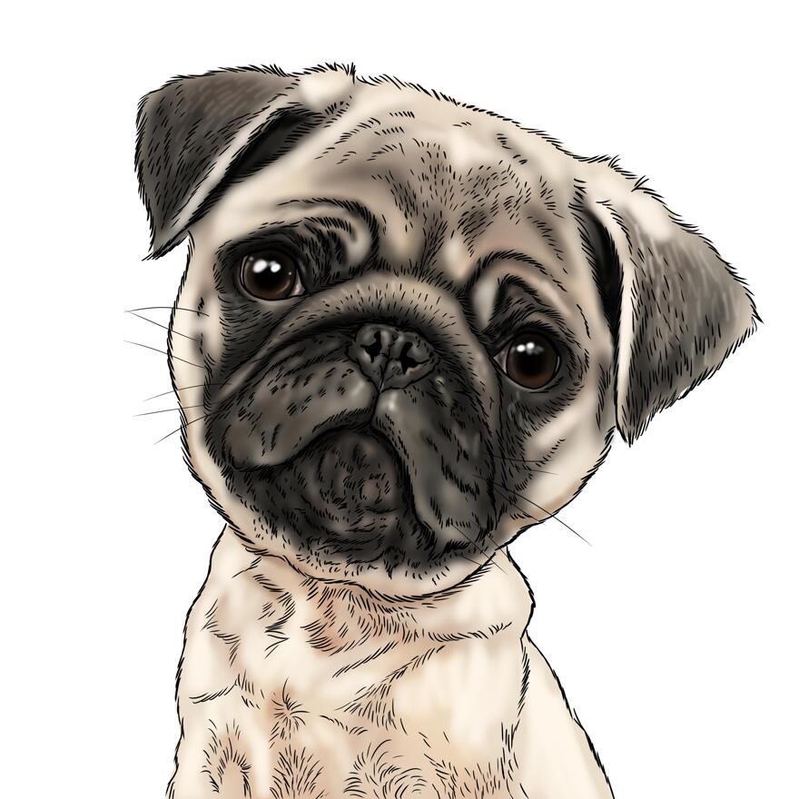 Pug Cartoon Drawing from Photo