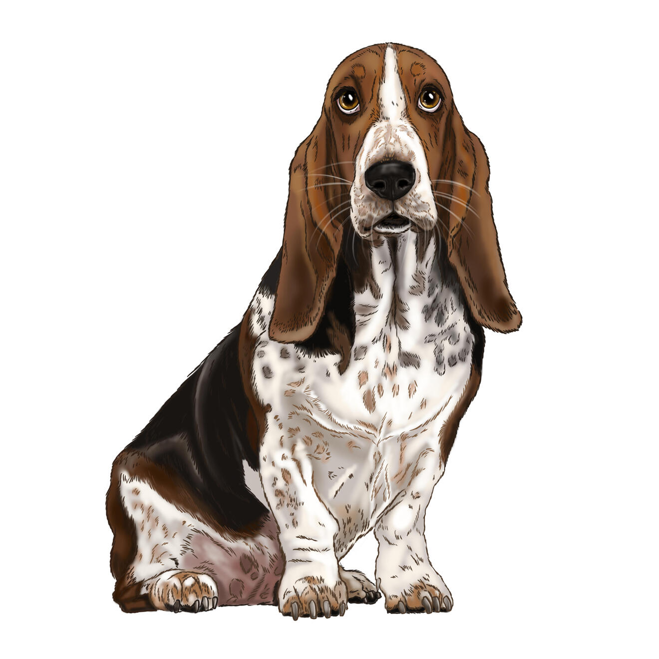Basset Hound Caricature Drawing