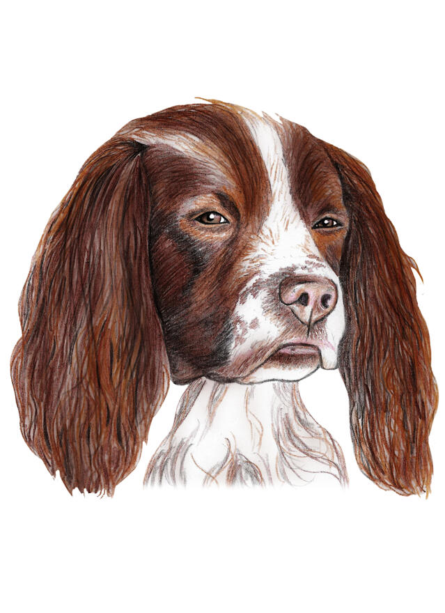 Spaniel Cartoon Portret