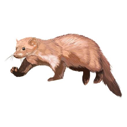 Hayvan Karikatürü: Köpek Karikatür Portresi