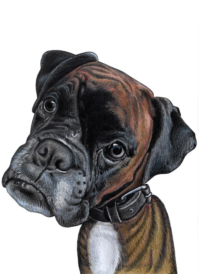 Funny Boxer Dog Caricature Portrait in Color Style from Photos