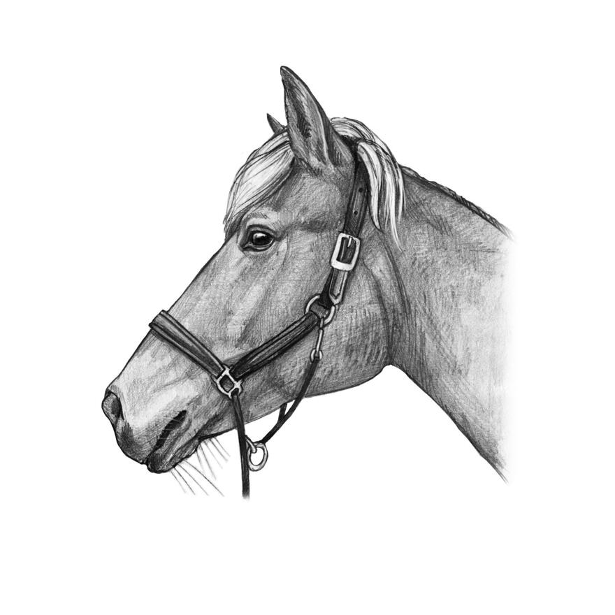 Portret de cai din fotografii în stil alb-negru