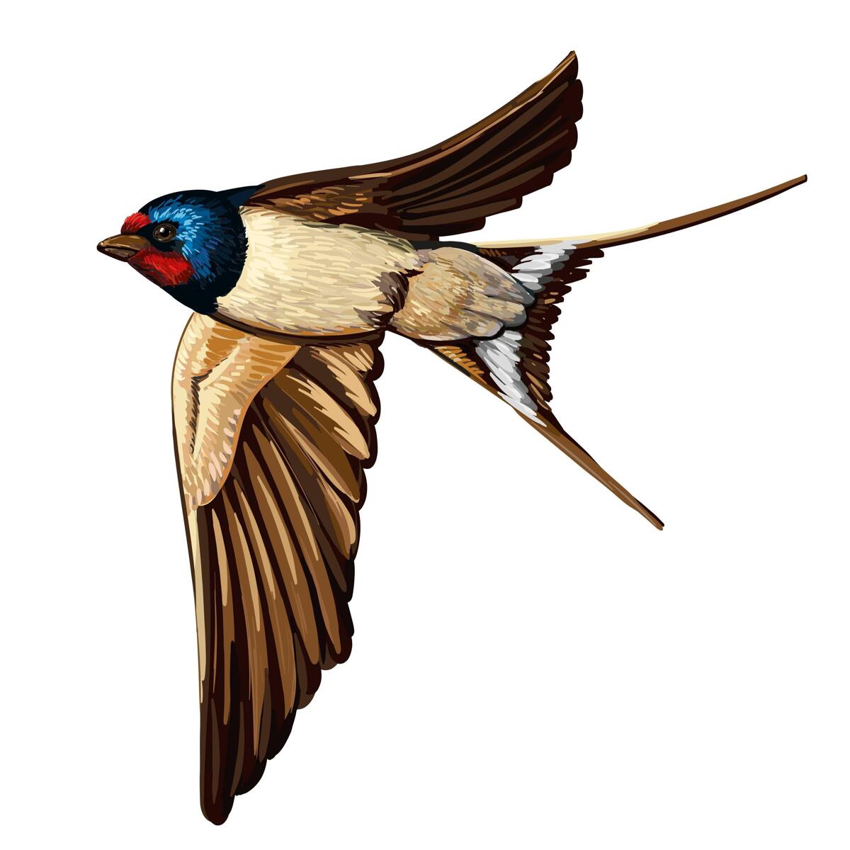 Cartoon Portrait of Martins Bird fot Gift to Swallows Lovers
