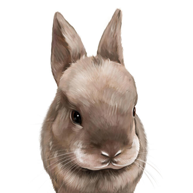 Rabbit Head Drawing