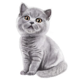 Realistic Cat Portrait | Photomus