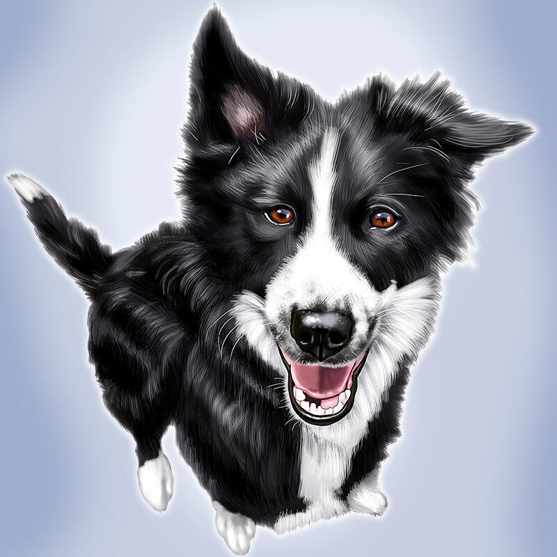 Border Collie Caricature Hand-Drawn from Photos